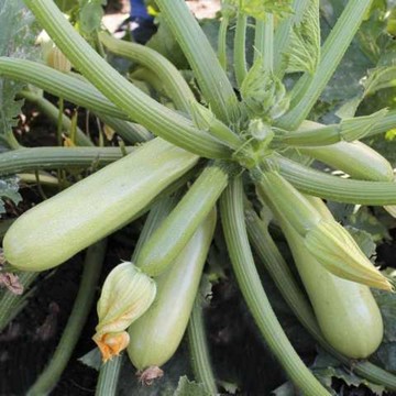 Cukkini: Dark Shadow F1+Angelina F1 - plantanet.hu