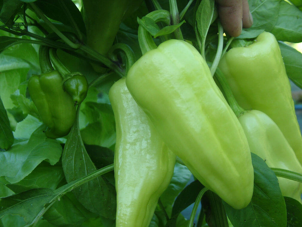 Cassovia F1 hibrid paprika - plantanet.hu