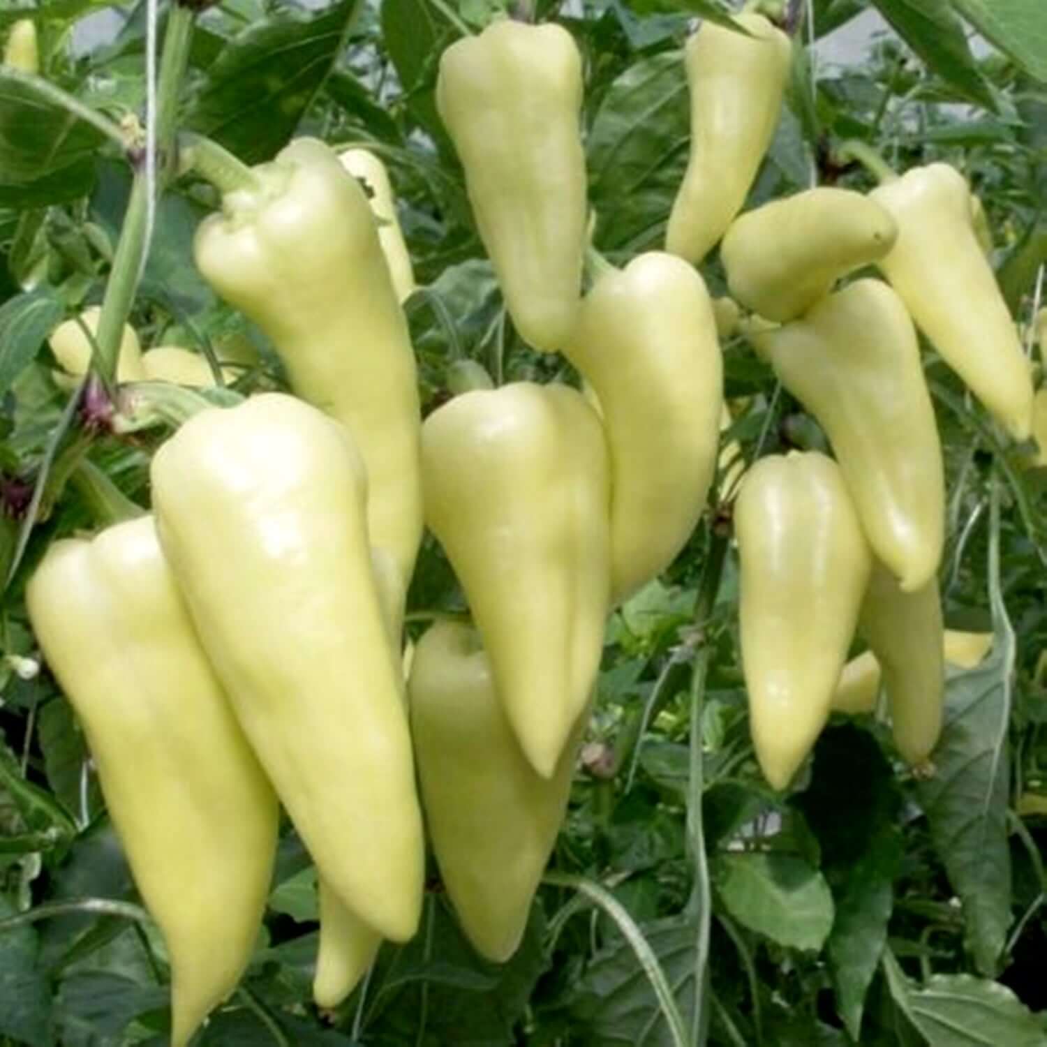 Claudius F1 hibrid paprika - plantanet.hu
