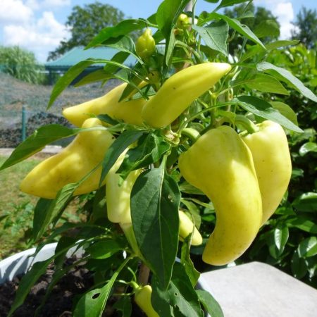 paprika Archívum - plantanet.hu