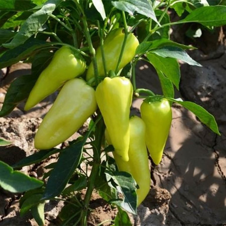 zöldség magok Archívum - plantanet.hu