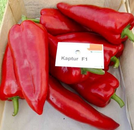 Kaptur F1 paprikar - plantanet.hu