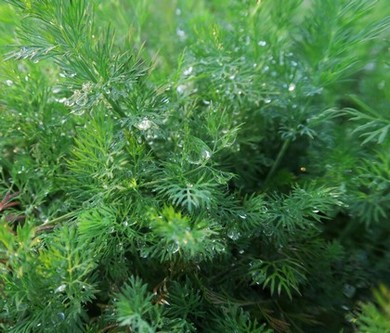 Moravan kapor (Anethum graveolens) - plantanet.hu
