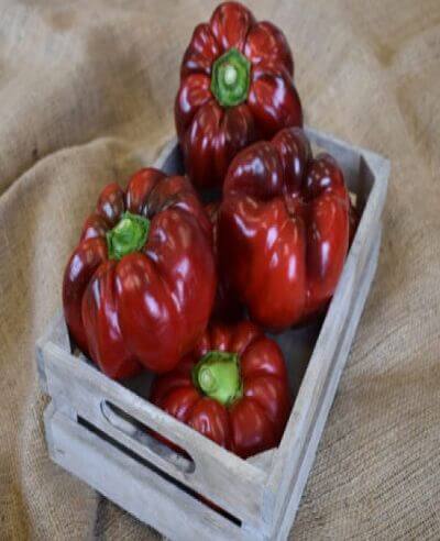 Rod F1 paradicsompaprika - plantanet.hu