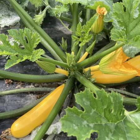 Soleil F1 cukkini - plantanet.hu